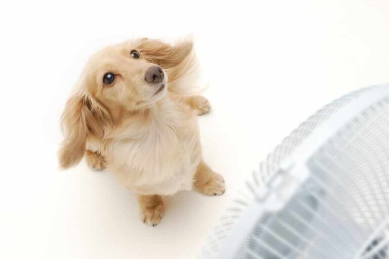 Cooling Comfort for Dogs: Fans and Air Conditioning Guide - Enjoy The Pets