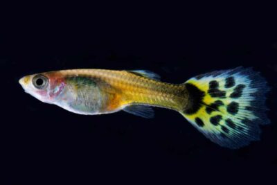 Mastering Guppy Fish Care: Expert Tips for a Vibrant Aquarium - Enjoy ...