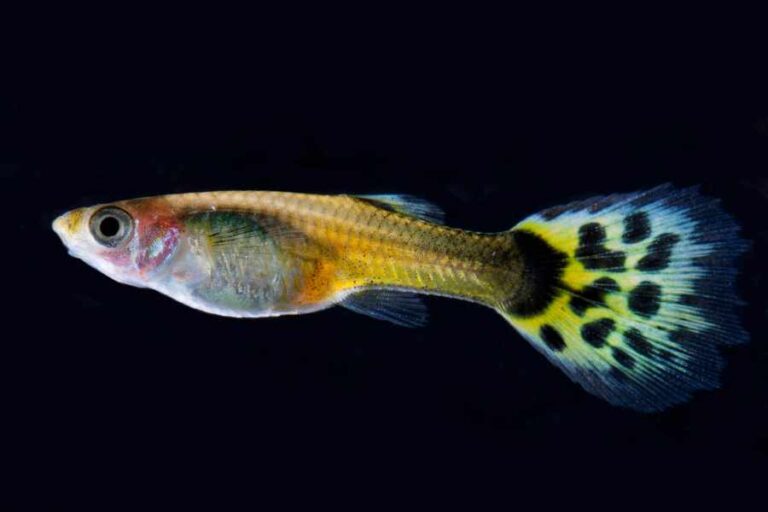 Mastering Guppy Fish Care: Expert Tips for a Vibrant Aquarium - Enjoy ...