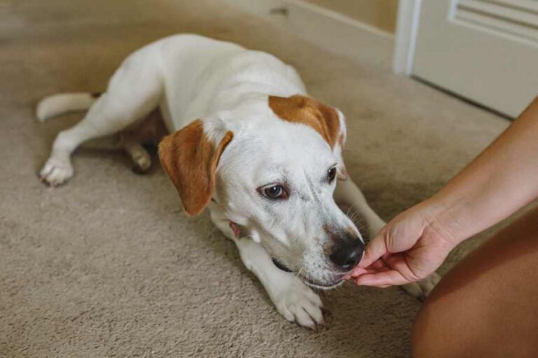 Natural Dog Snacks: Types and Benefits - Enjoy The Pets