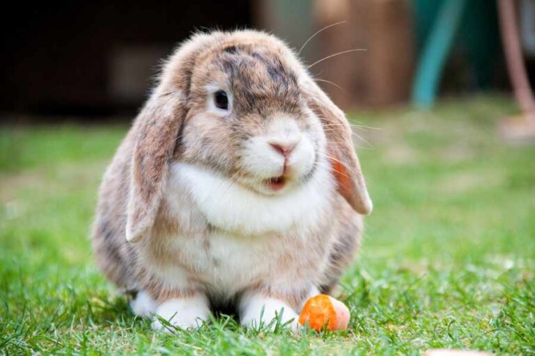 Recognizing Rabbit Bonds: Do They Know Their Owners? - Enjoy The Pets