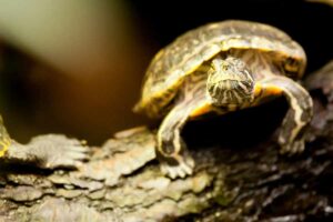 Red-eared Terrapin Care: A Complete Guide - Enjoy The Pets