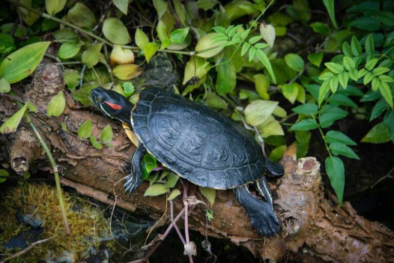 Red-eared Terrapin Care: A Complete Guide - Enjoy The Pets