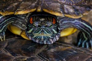 Red-eared Terrapin Care: A Complete Guide - Enjoy The Pets