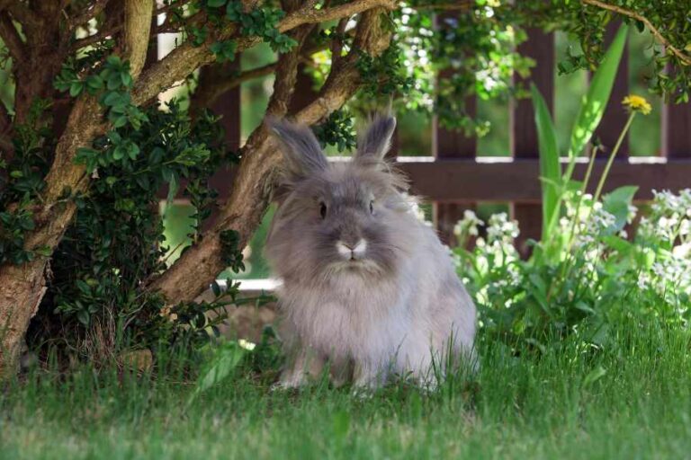 Untangling Rabbit Hair: Grooming Tips and Prevention - Enjoy The Pets