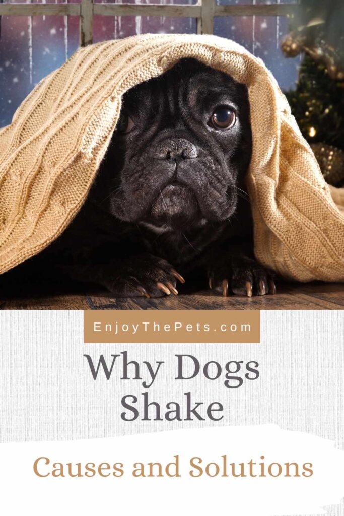 Why Dogs Shake: Causes and Solutions - Enjoy The Pets