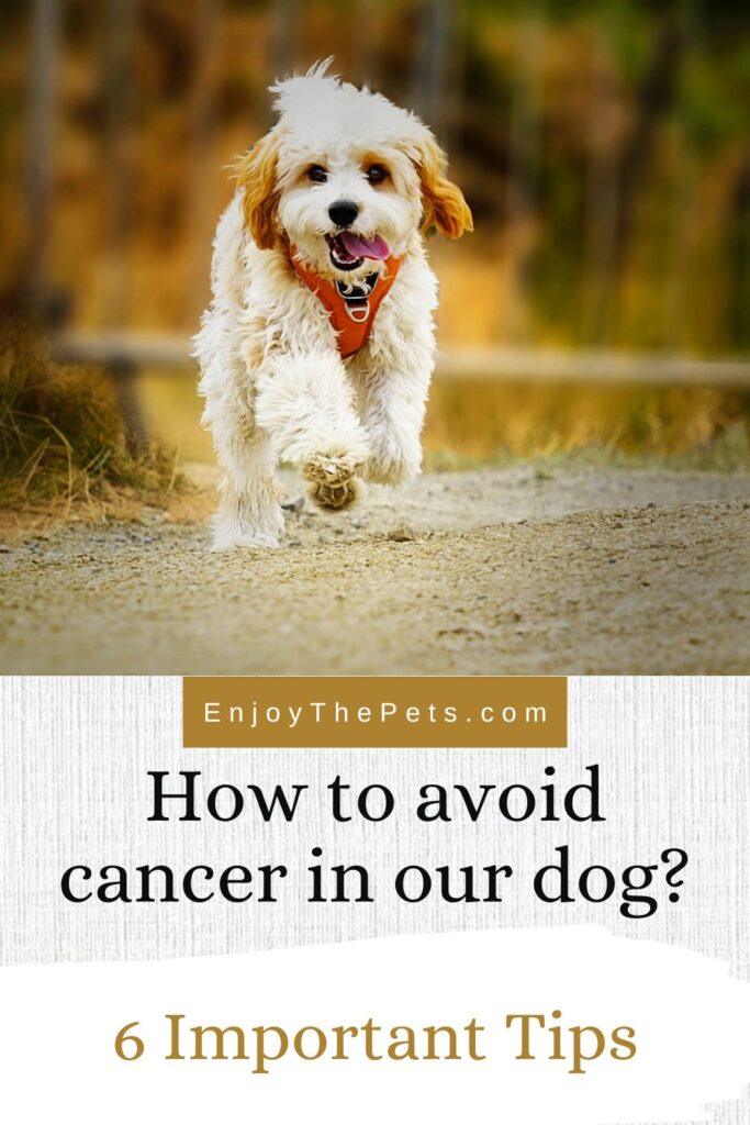 How to avoid cancer in our dog?: 6 important tips - Enjoy The Pets