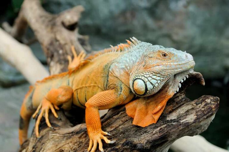 Mastering Iguana Care: A Comprehensive Guide - Enjoy The Pets