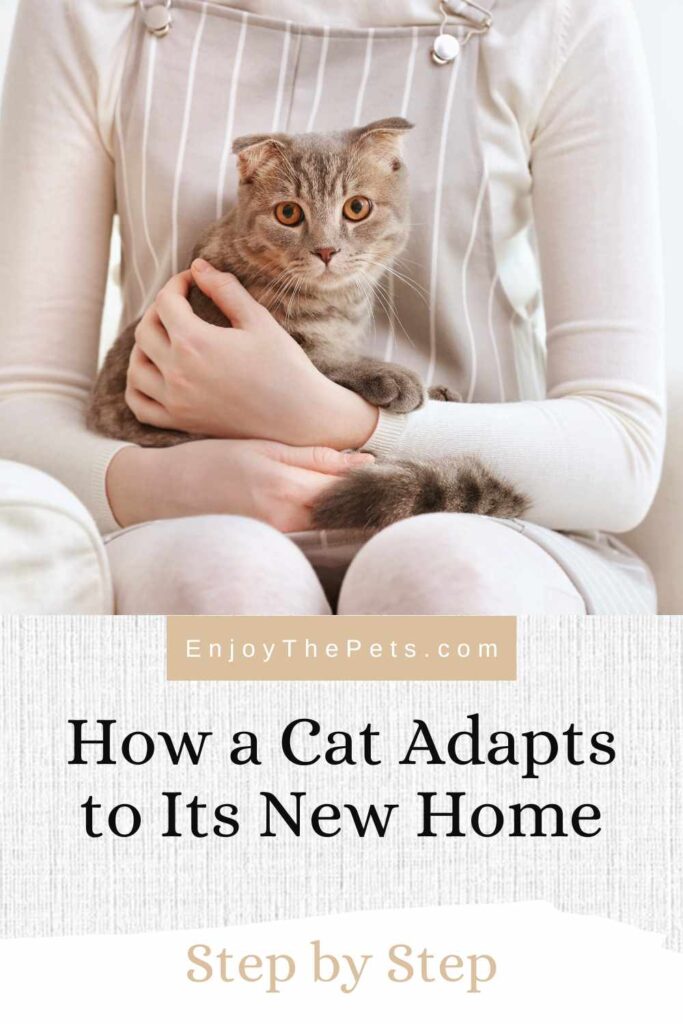 How a Cat Adapts to Its New Home: Step by Step - Enjoy The Pets