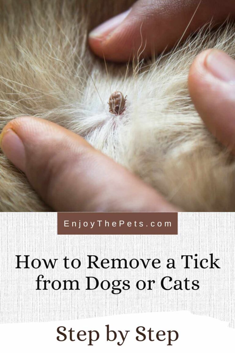How to Remove a Tick from Dogs or Cats: Step by Step - Enjoy The Pets