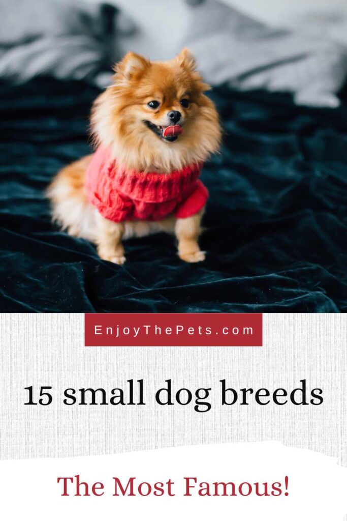15 Small Dog Breeds: The Most Famous! - Enjoy The Pets