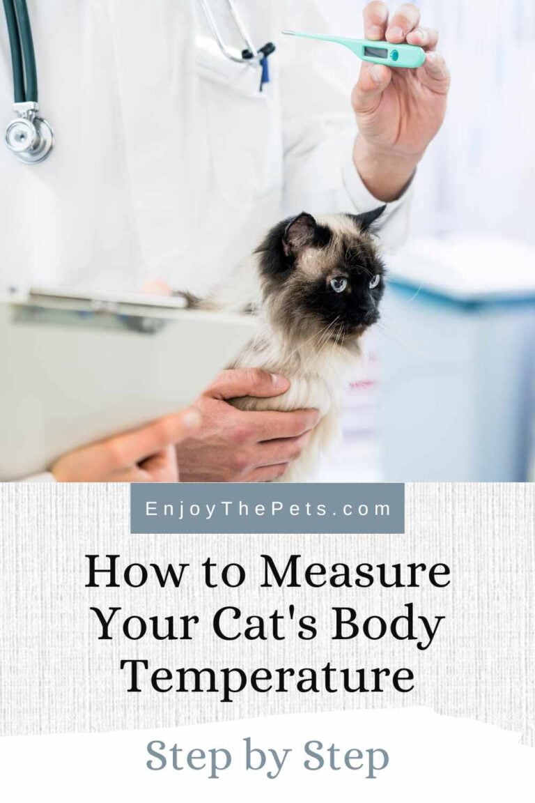 How to Measure Your Cat's Body Temperature: Step by Step - Enjoy The Pets