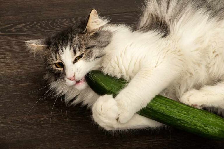 Why Do Cats Hate Cucumbers? - Enjoy The Pets