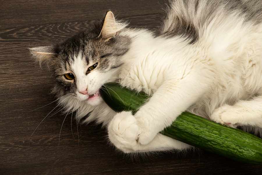 Why Do Cats Hate Cucumbers? - Enjoy The Pets