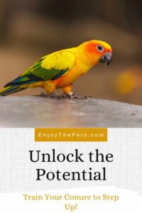 Unlock the Potential: Train Your Conure to Step Up! - Enjoy The Pets