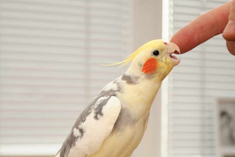 What Should I Do If My Bird Bites Me? - Enjoy The Pets