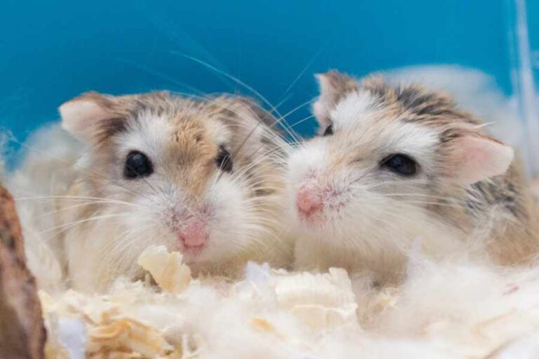 What Hamster Breeds are Best for Pets? - Enjoy The Pets