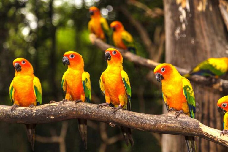 Unlock the Potential: Train Your Conure to Step Up! - Enjoy The Pets