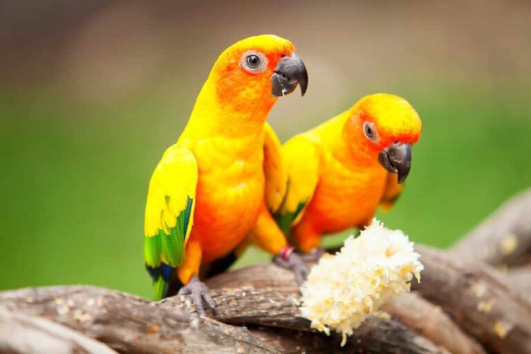 Unlock the Potential: Train Your Conure to Step Up! - Enjoy The Pets
