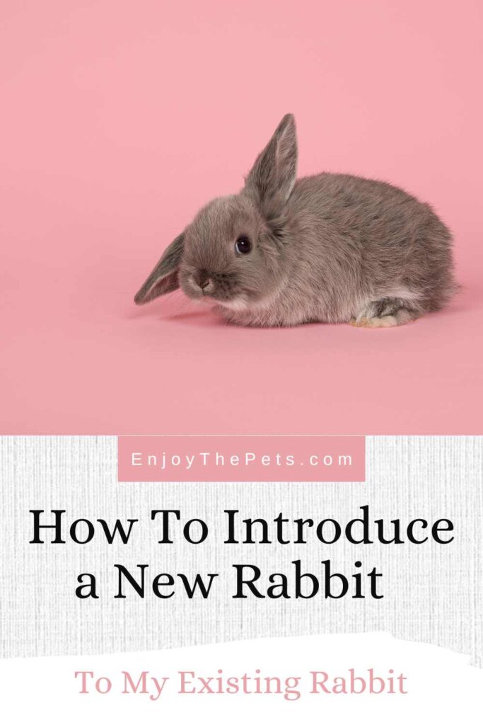 How To Introduce A New Rabbit To My Existing Rabbit - Enjoy The Pets