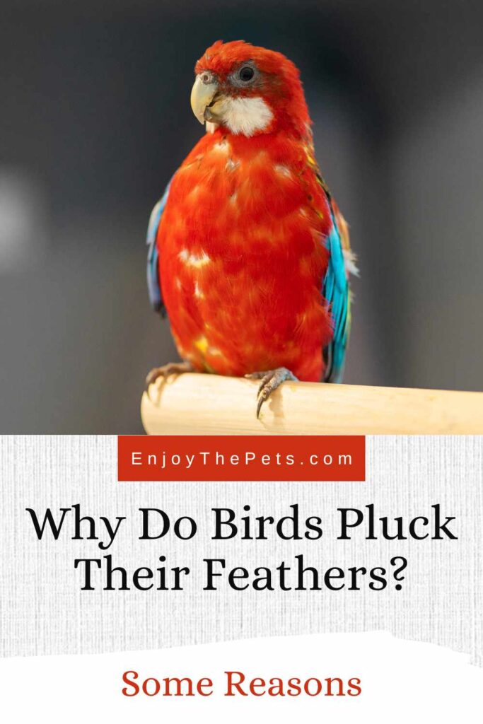 Why Do Birds Pluck Their Feathers?: Some Reasons - Enjoy The Pets