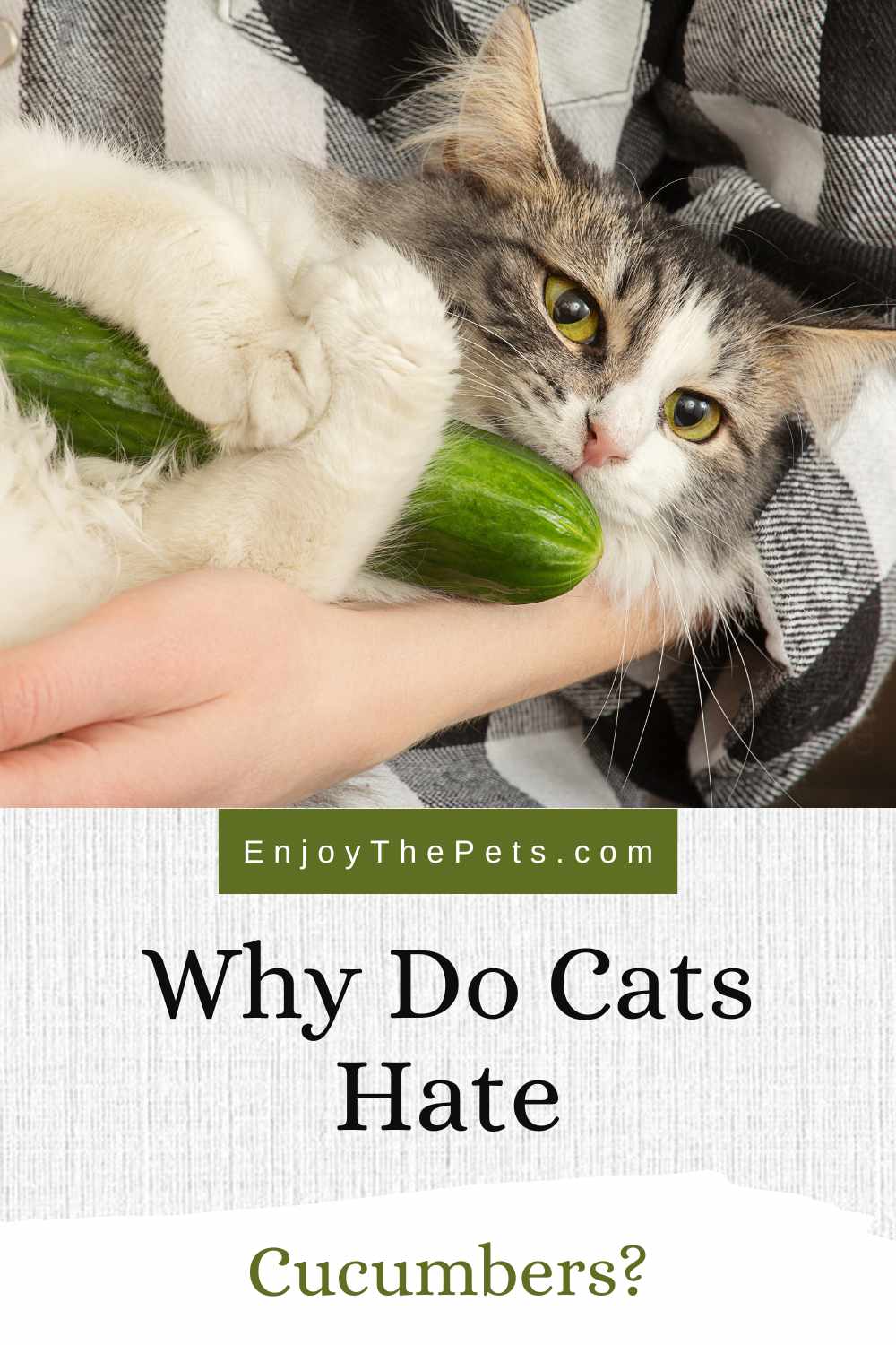 Why Do Cats Hate Cucumbers? - Enjoy The Pets