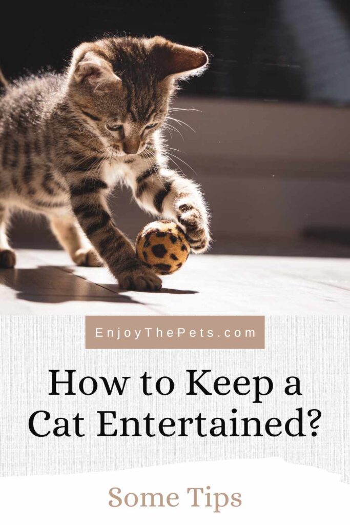 How to Keep a Cat Entertained?: Some Tips - Enjoy The Pets