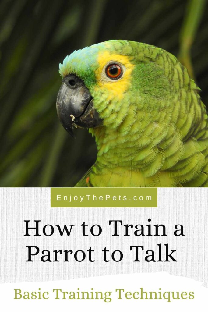 How to Train a Parrot to Talk: Basic Training Techniques - Enjoy The Pets