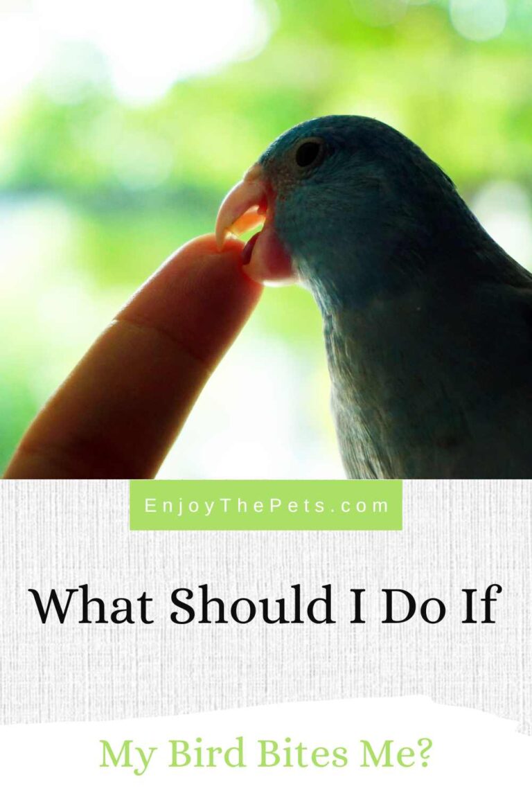 What Should I Do If My Bird Bites Me? - Enjoy The Pets