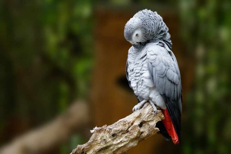 Why Do African Gray Parrots Bob Their Heads? - Enjoy The Pets