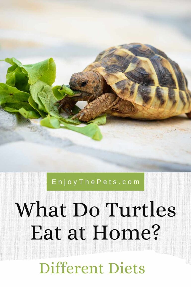 What Do Turtles Eat at Home?: Different Diets - Enjoy The Pets