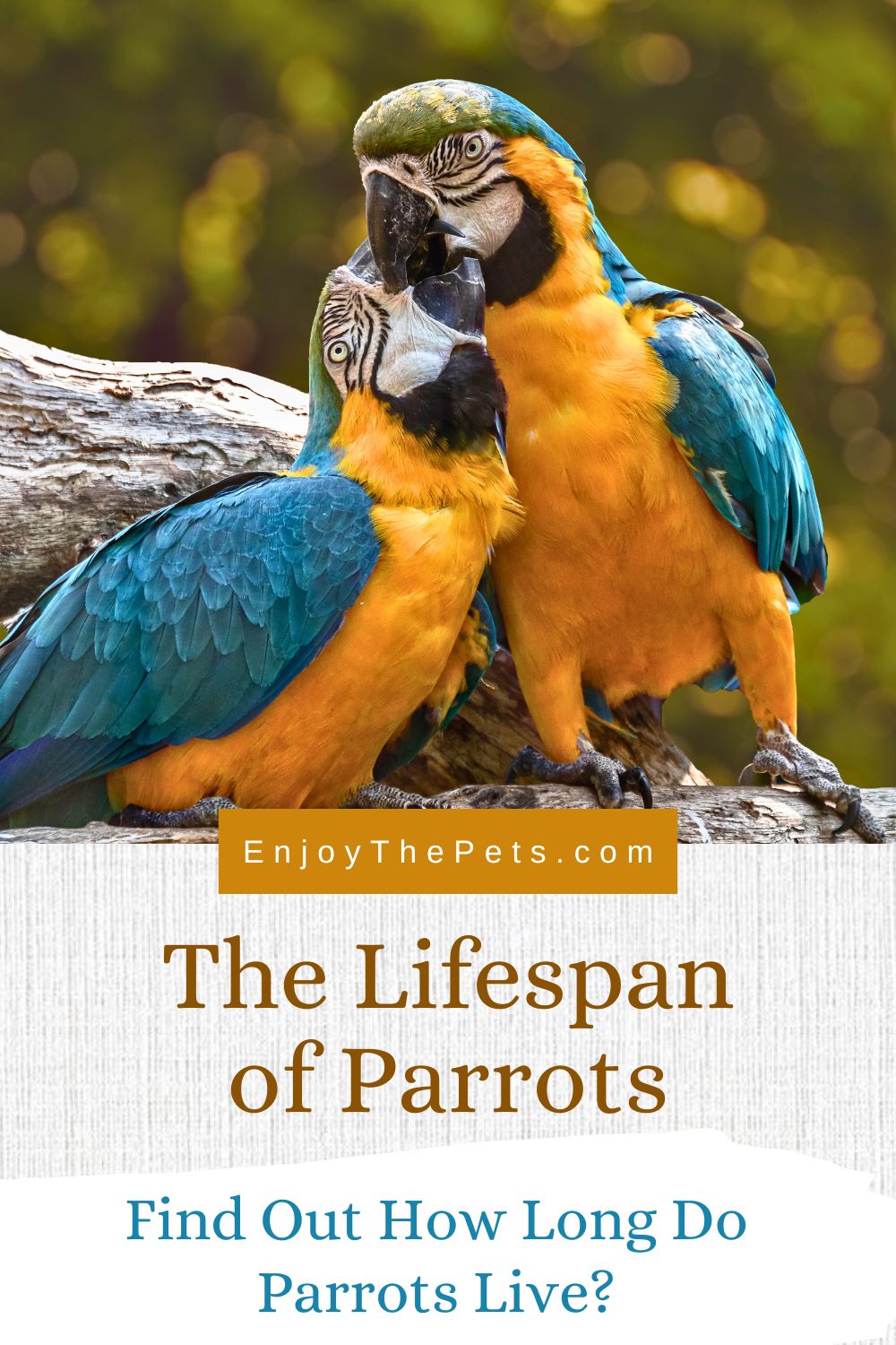 The Lifespan of Parrots - How Long Do Parrots Live? - Enjoy The Pets