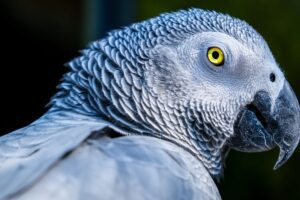 The Lifespan of Parrots - How Long Do Parrots Live? - Enjoy The Pets