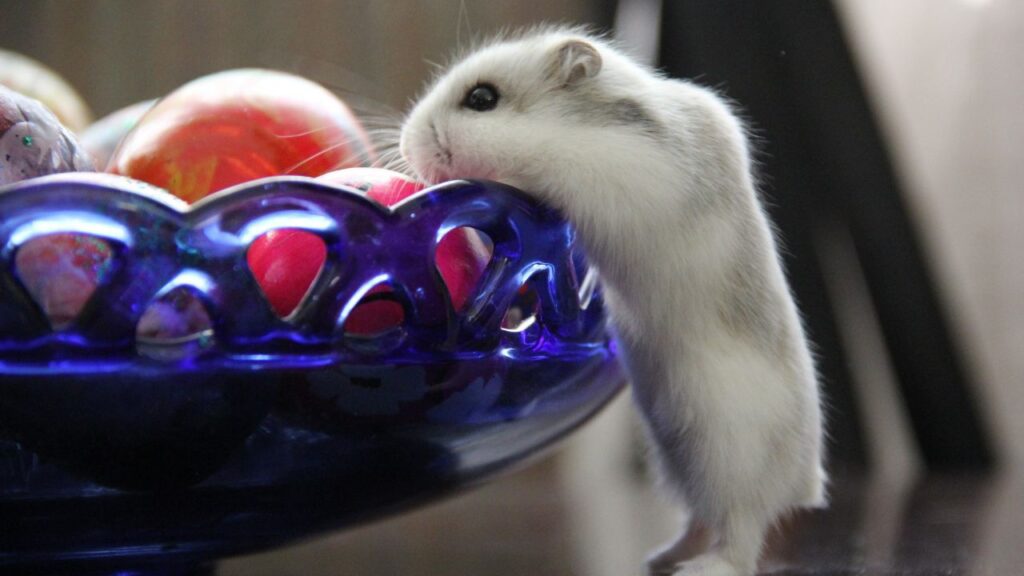 The Tail in Hamsters: A Fascinating Feature Often Overlooked - Enjoy ...