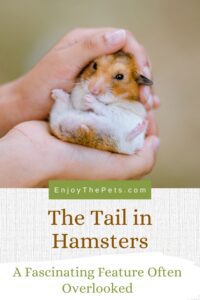 The Tail in Hamsters: A Fascinating Feature Often Overlooked - Enjoy ...