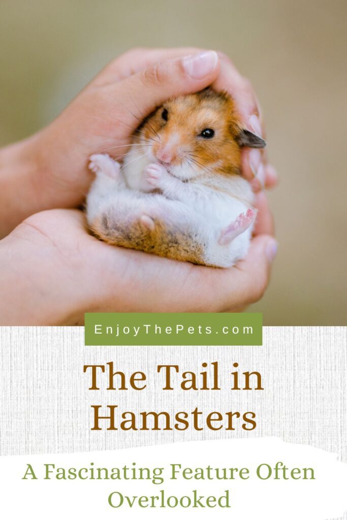 The Tail in Hamsters: A Fascinating Feature Often Overlooked - Enjoy ...
